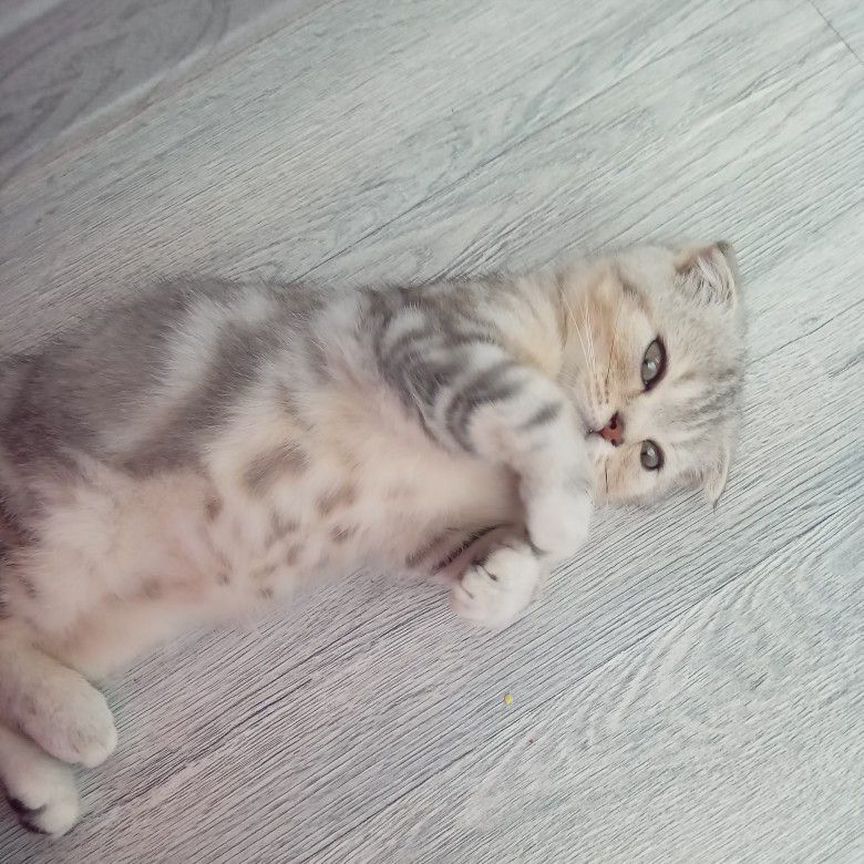 Шотландский вислоухий кот