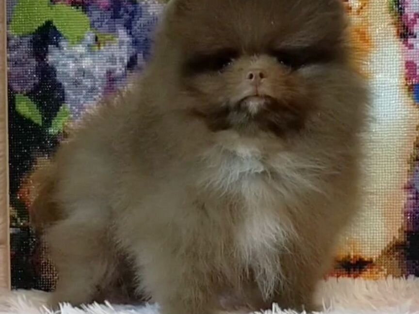 Шпицебанда