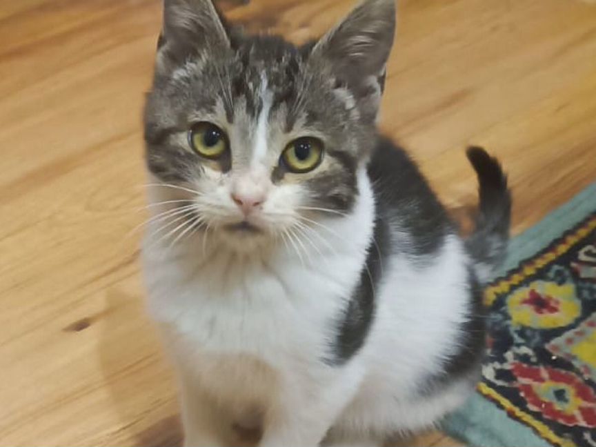 Ласковый котенок ищет свой дом