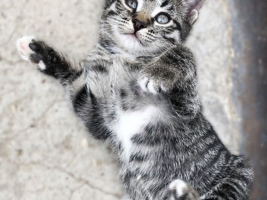 Котенок в добрые руки