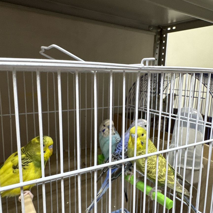 Волнистый попугай