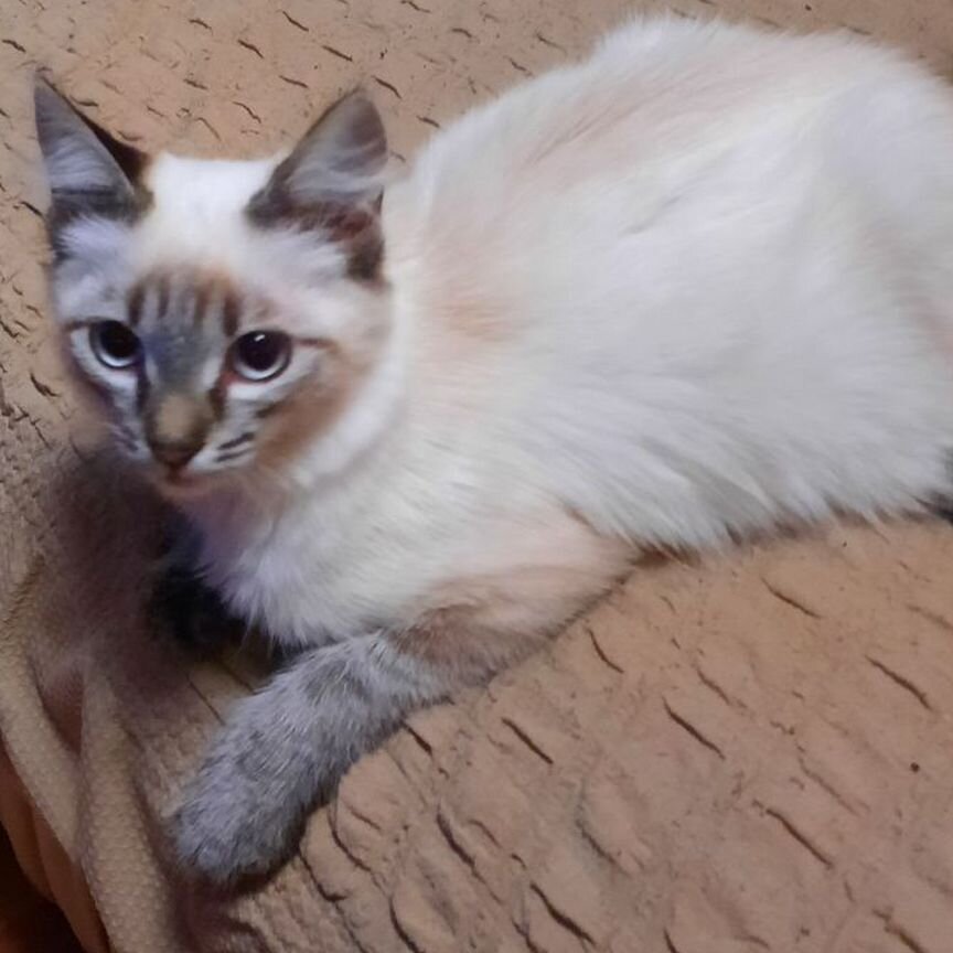 Котенок тайский