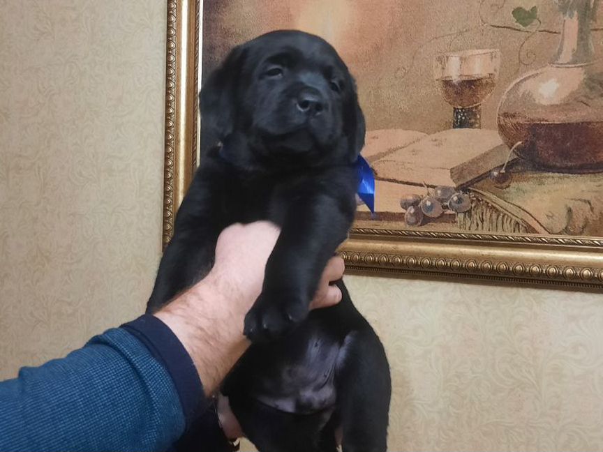 Щенки Лабрадора