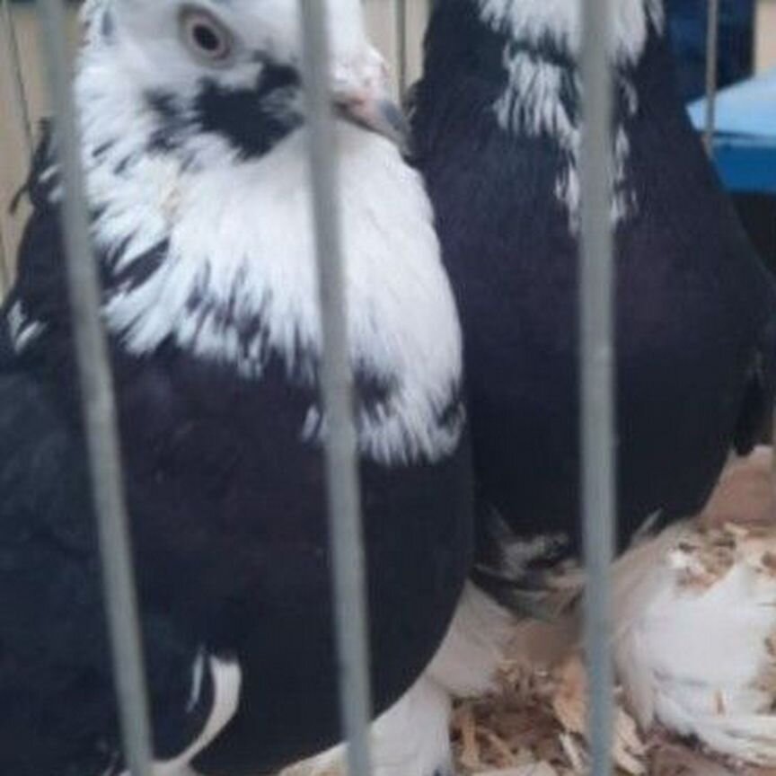 Андежанцы продажа голубей