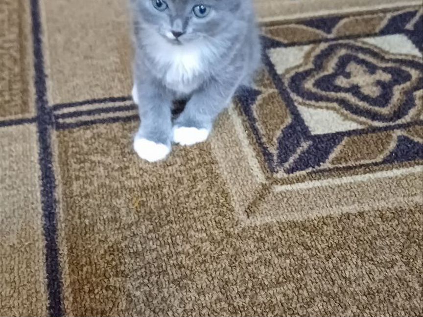 Кошки