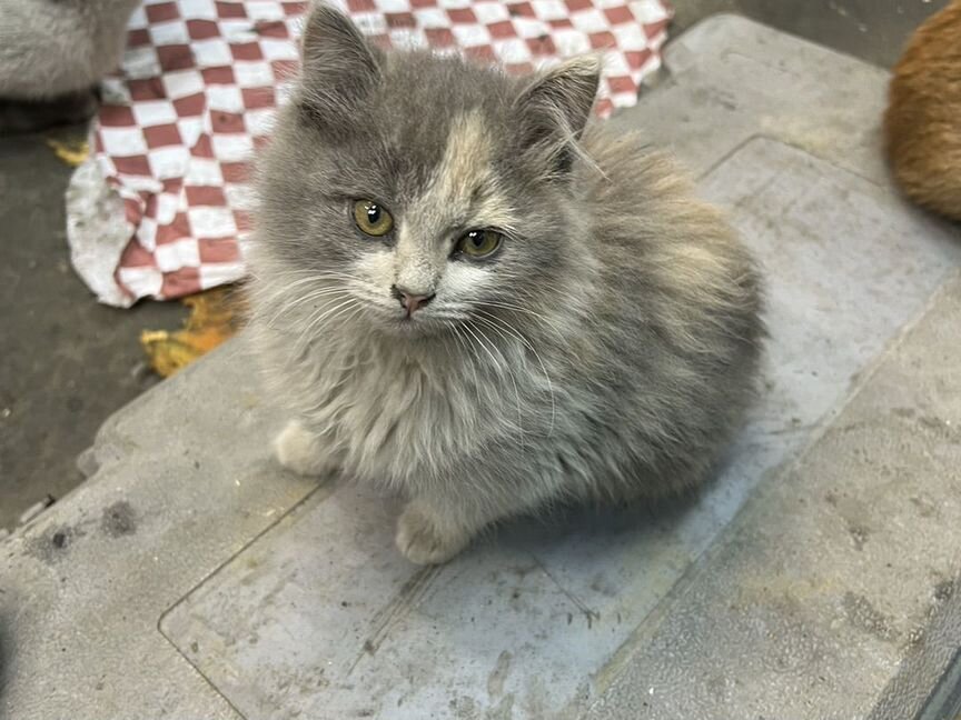 Котята