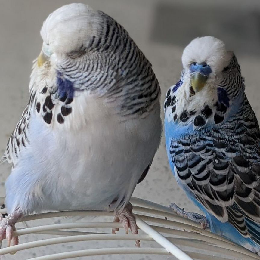 Волнистый попугай ввп чех для обучения разговору