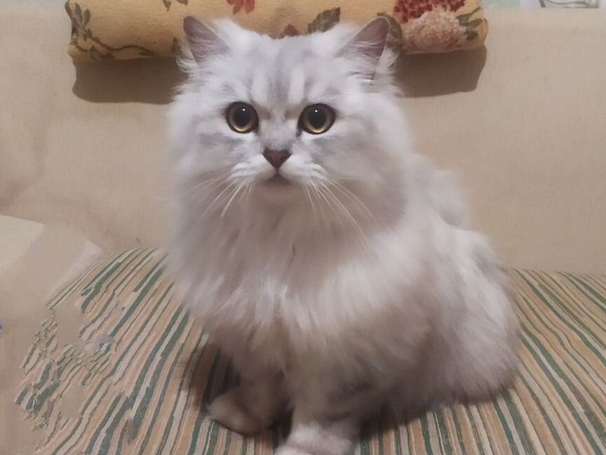 Кошечка белое облачко