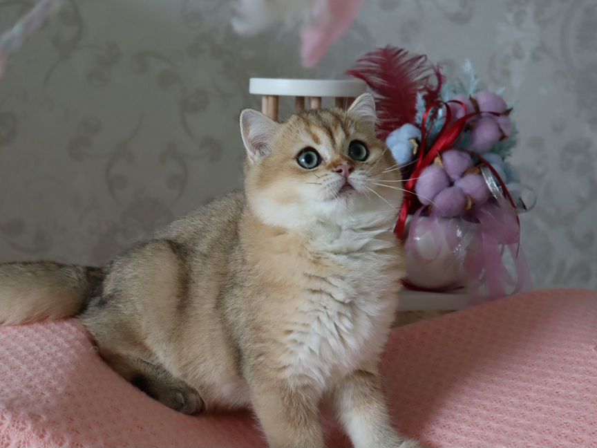 Британские котята золотая шиншилла