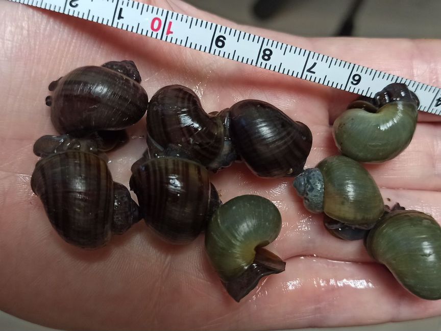 Ампулярии цветные