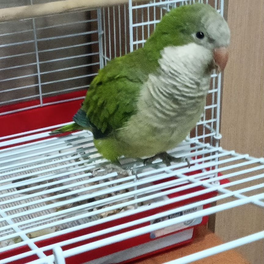 Попугай Квакер(монах)