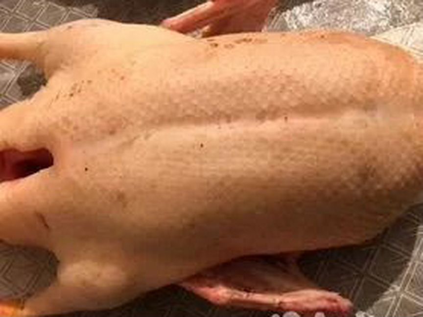 Гусь домашний