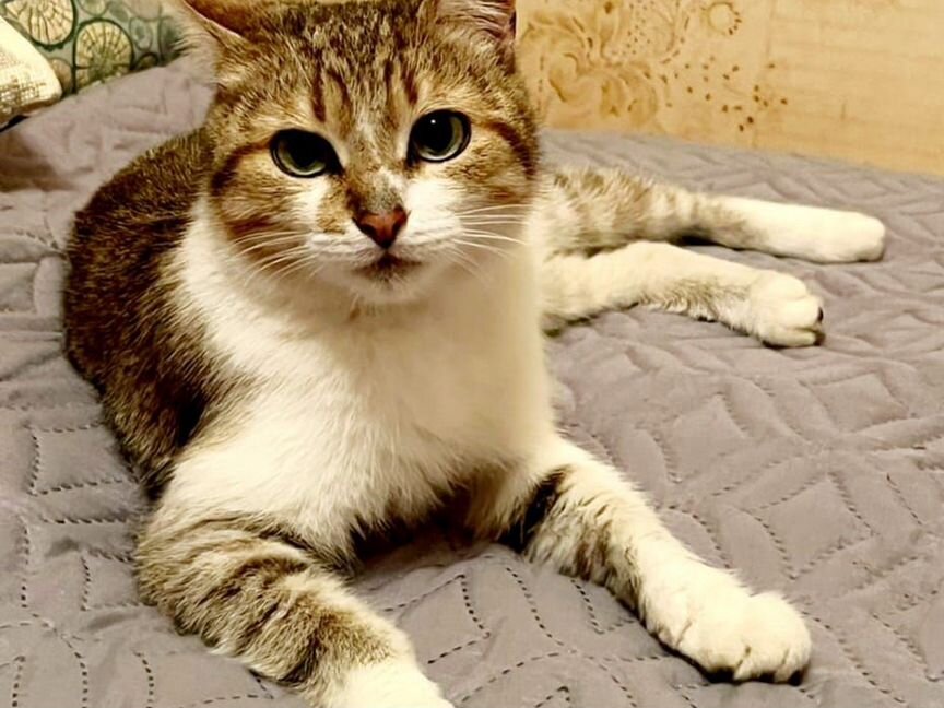 Кошечка Маня ищет дом