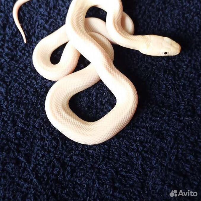 Техасский полоз