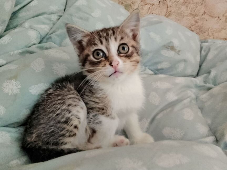 Продается котёнок в хорошие руки