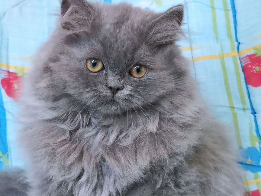 Длинношёрстный британец
