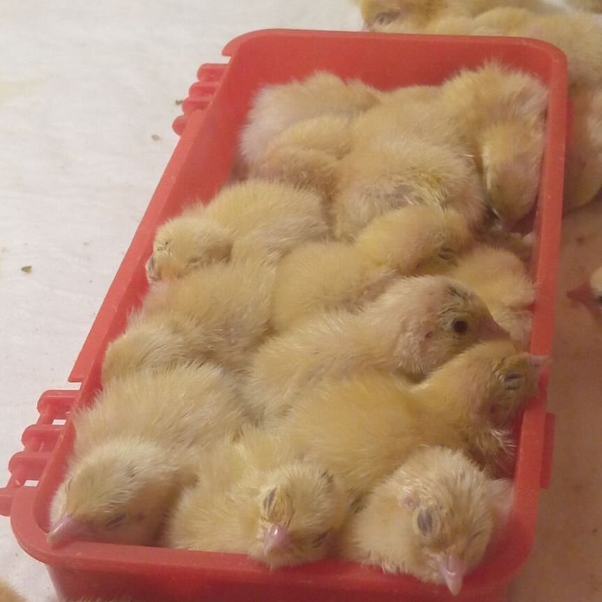 Перепела суточные