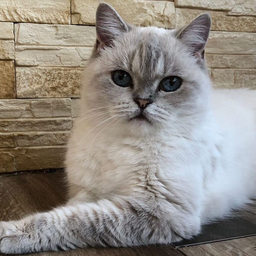 Шотландская прямоухая кошечка