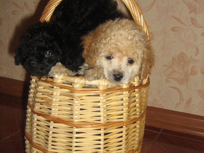 Чистокровные щенки карликого пуделя мальчики