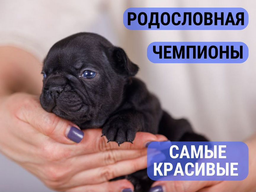 Французский бульдог черный