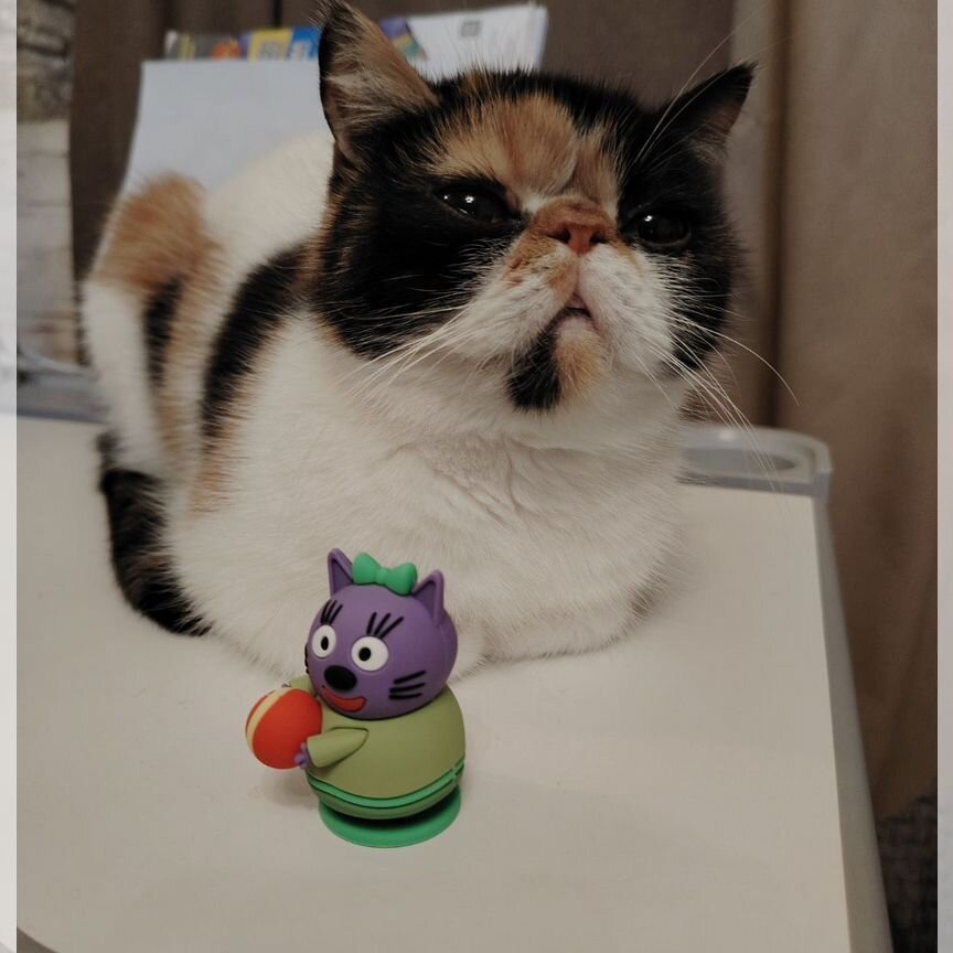 Экзотическая короткошёрстная, взрослая кошка