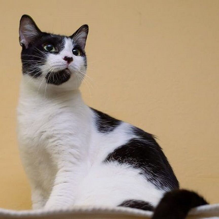 Черно-белая братва