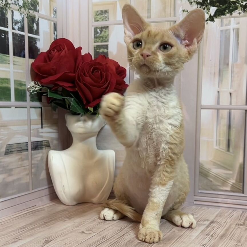 Девон-рекс котёнок