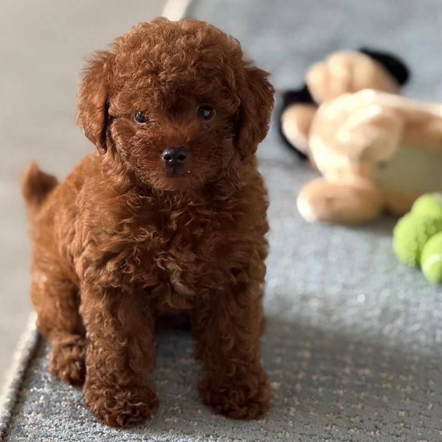 Той-пудель, щенок