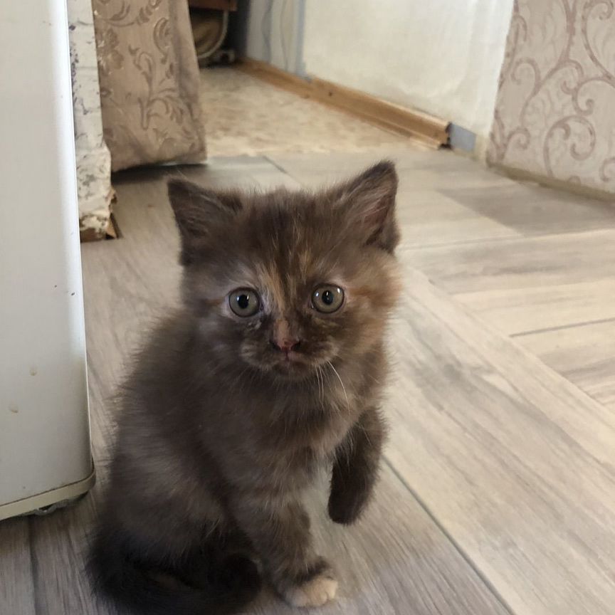 Шотландская кошка