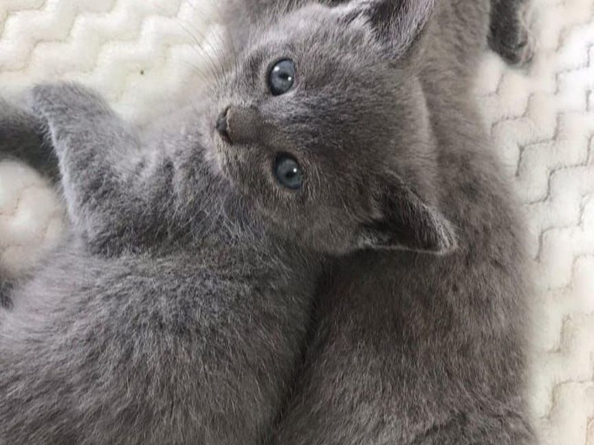 Русская голубая котятки