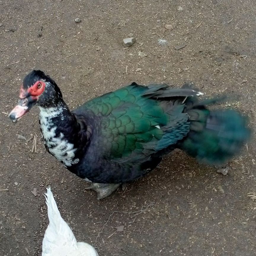 Селезень индоутки