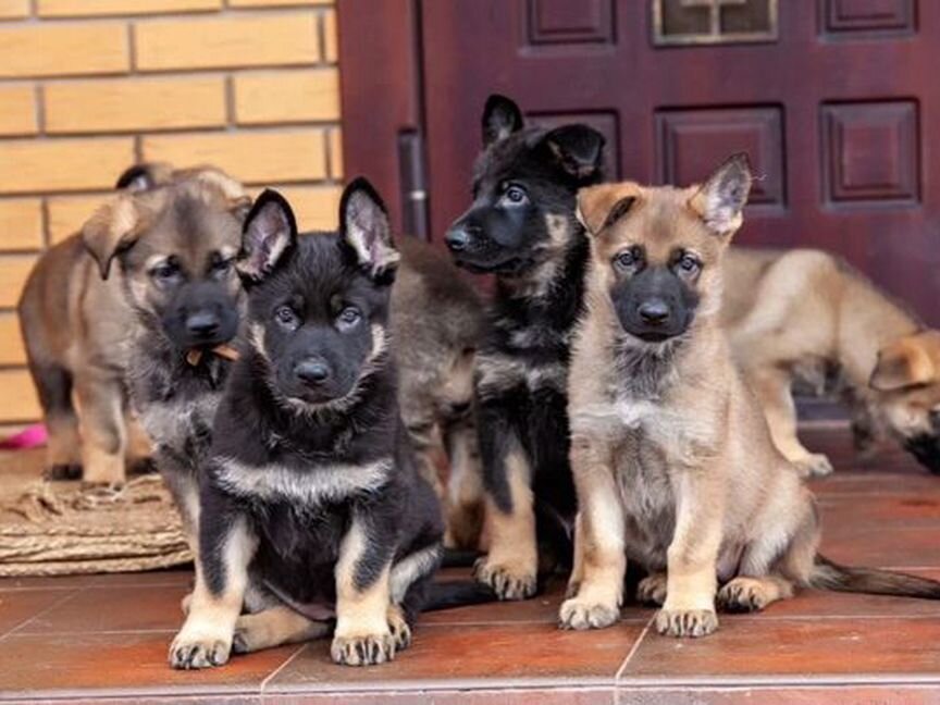 Чистокровные овчарки - супер щенки без документов
