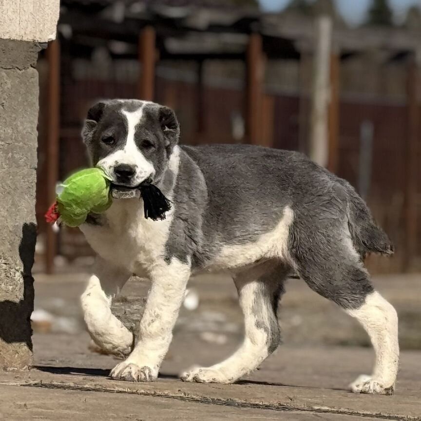 Среднеазиатская овчарка, щенок