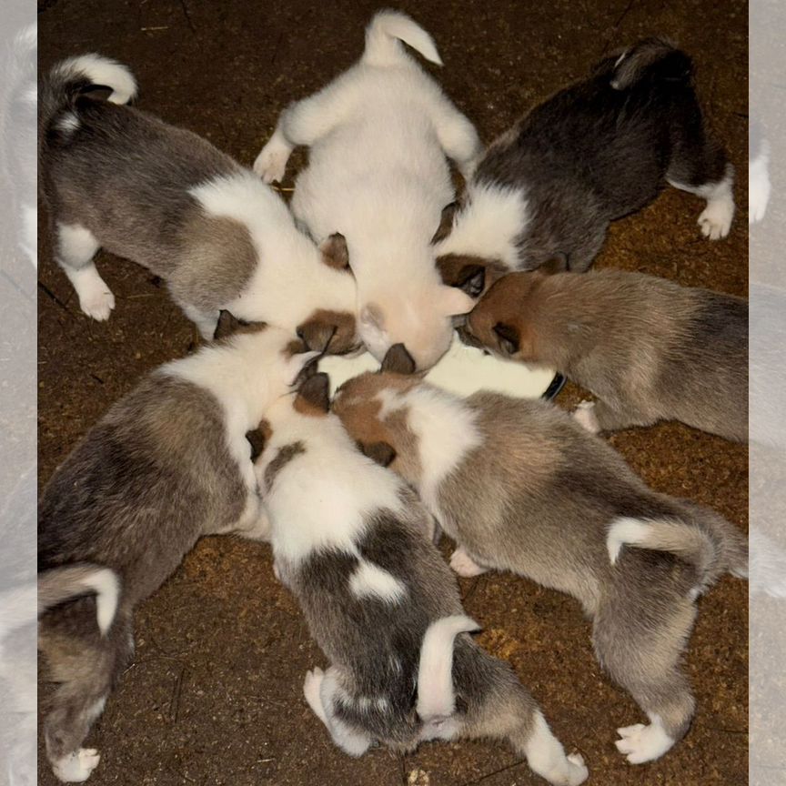 Западносибирская лайка, щенок