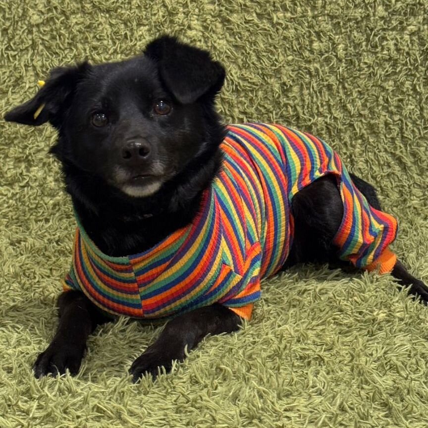 Пёсик Сэмик в добрые руки бесплатно