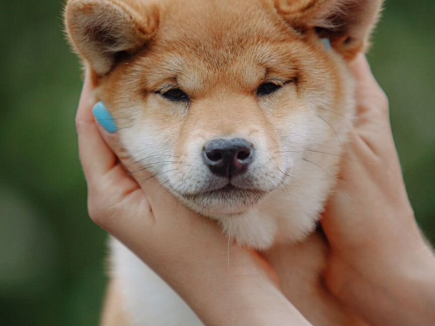 Щенки сиба ину