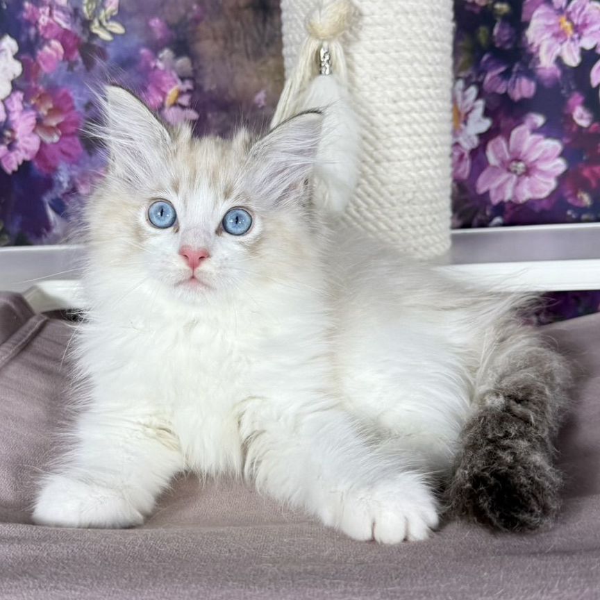 Рэгдолл котёнок