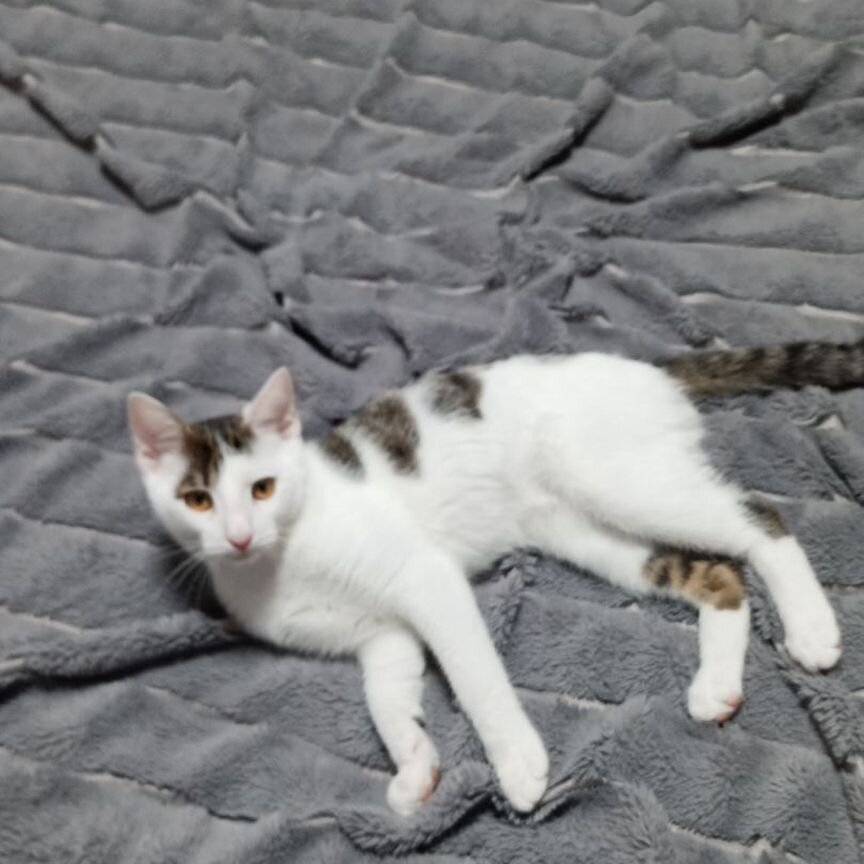 Адаю котика бесплатно очень жалко