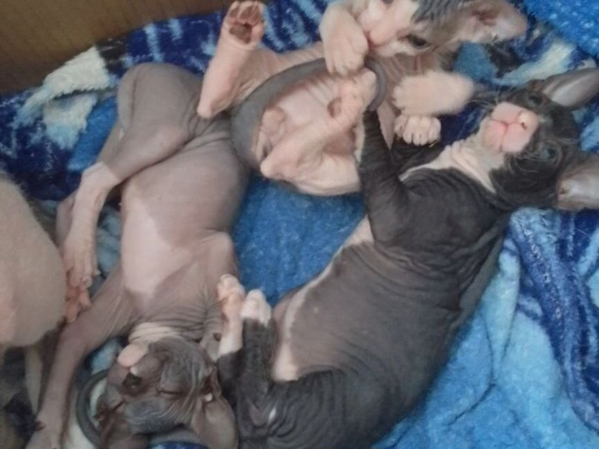 Канадский сфинкс котенок девочка