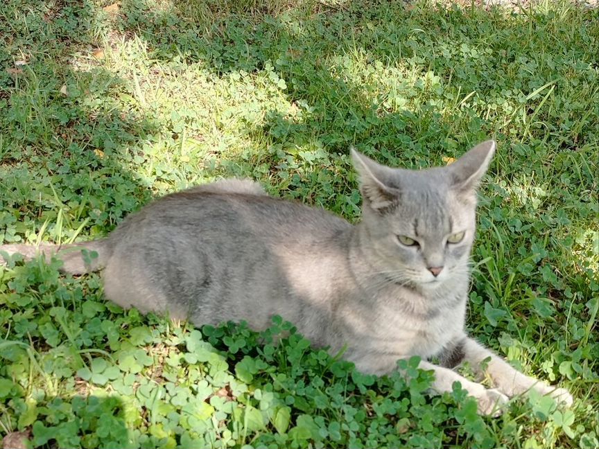 Кошка ищет дом