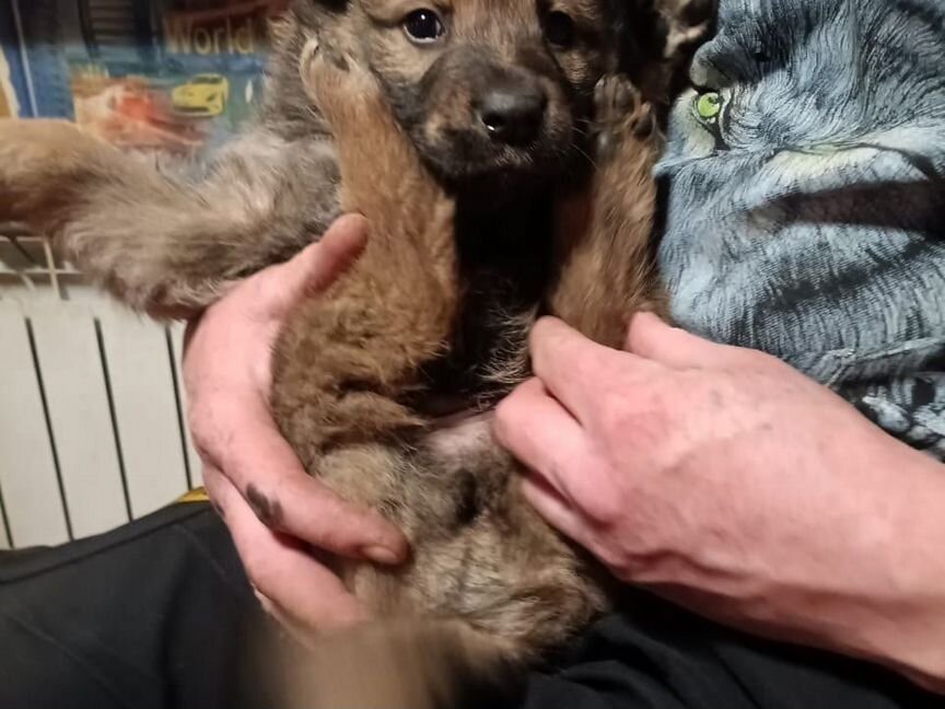 Щенок девочка ищет дом или передержку