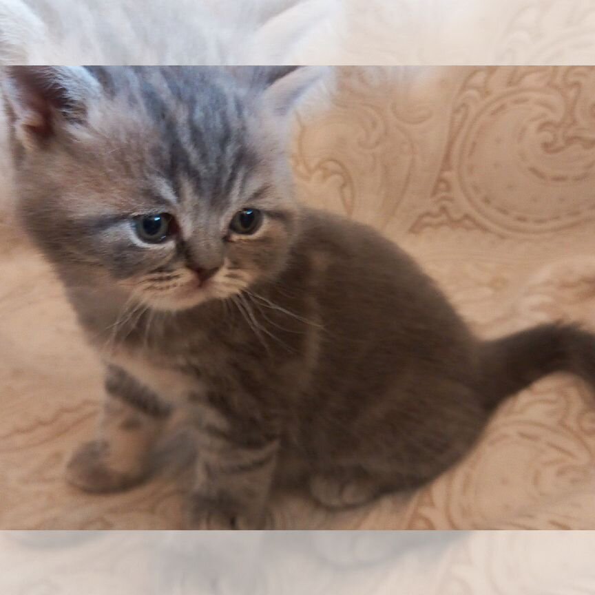 Шотландская