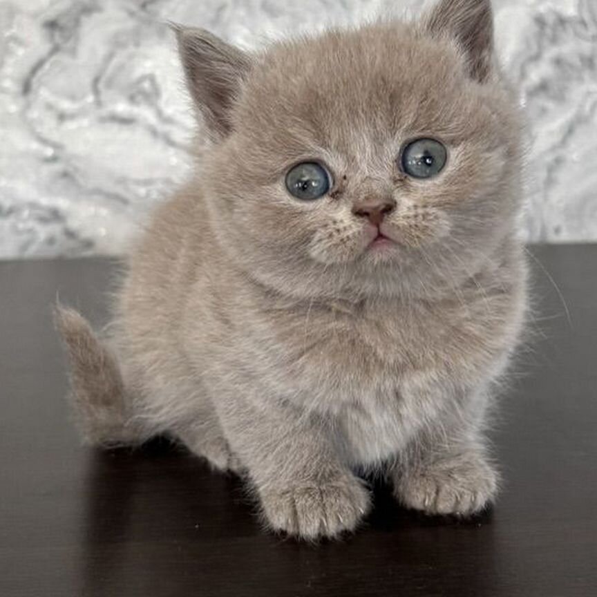 Британские котята