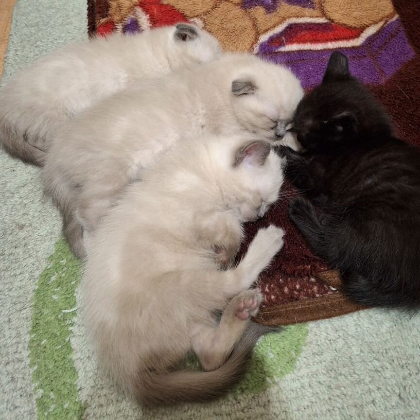 Сиамский котёнок