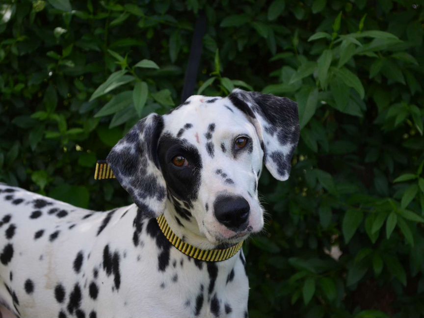Далматинка ищет дом