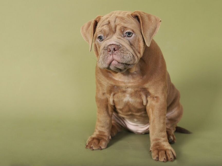 Староанглийский бульдог