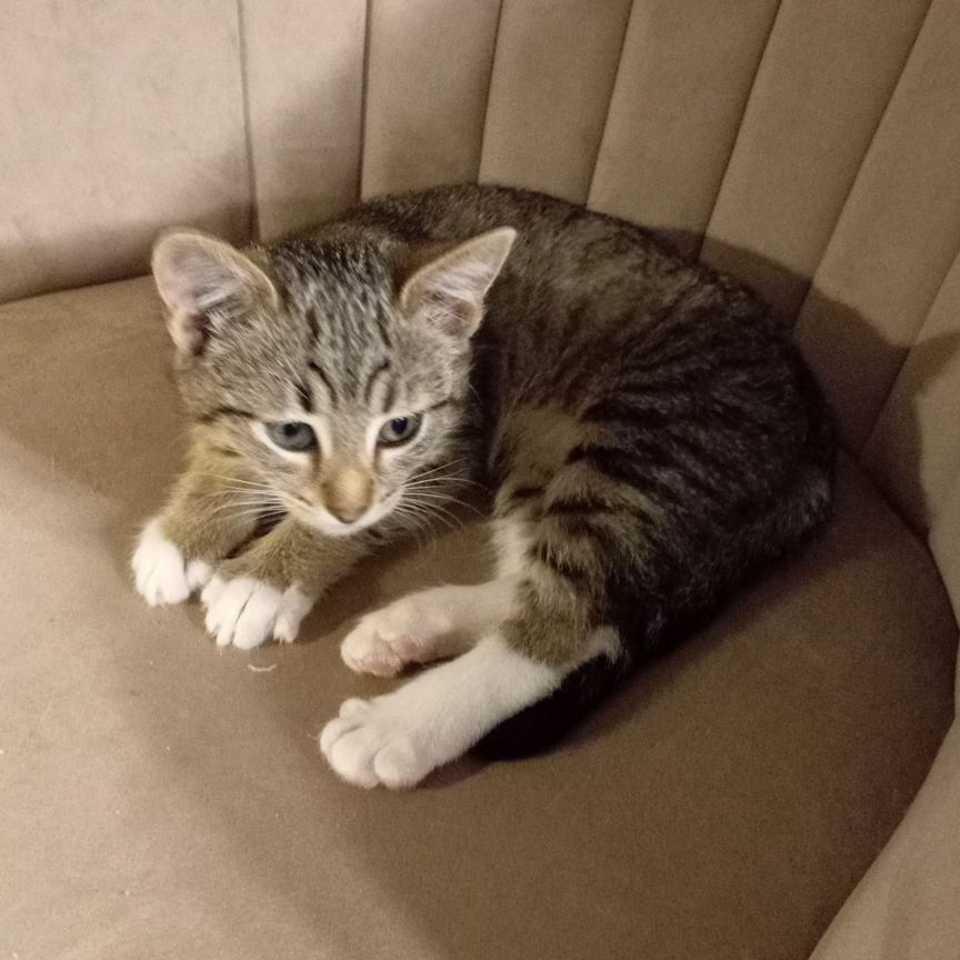 Котята в добрые руки приучены к лотку