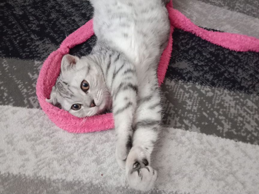 Кошка