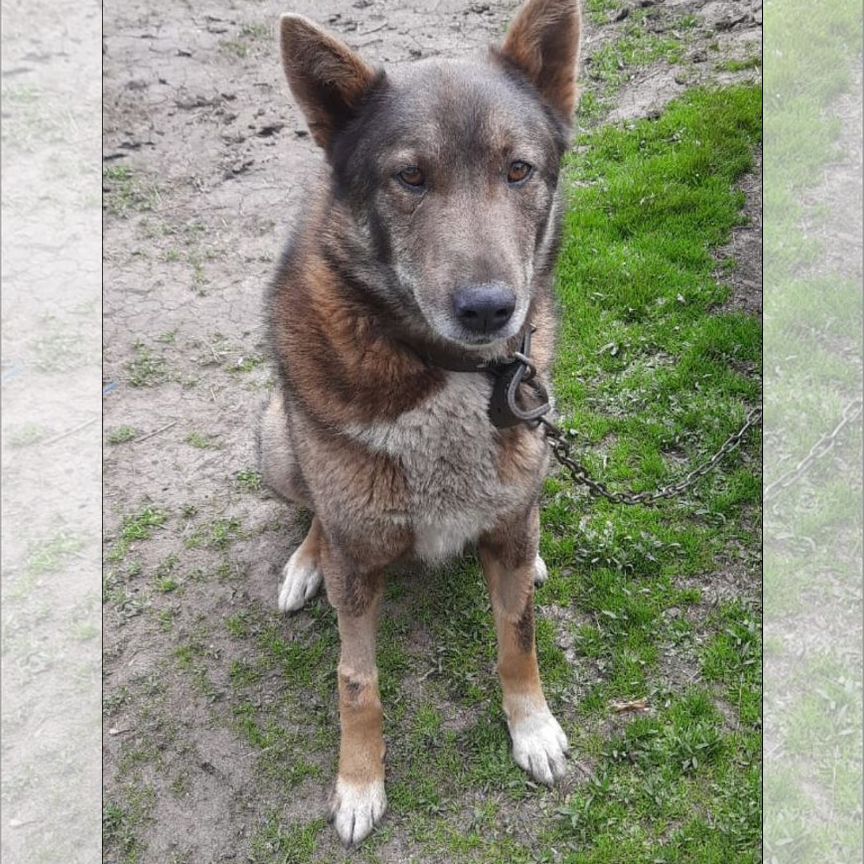 Лайка, взрослый пёс