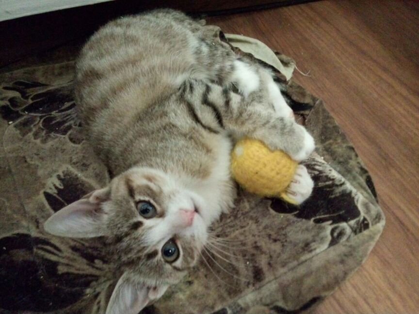 Котенок в добрые руки бесплатно